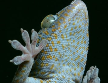 5 Ingenious Engineering Innovations Inspired by Nature - UK ECT ...